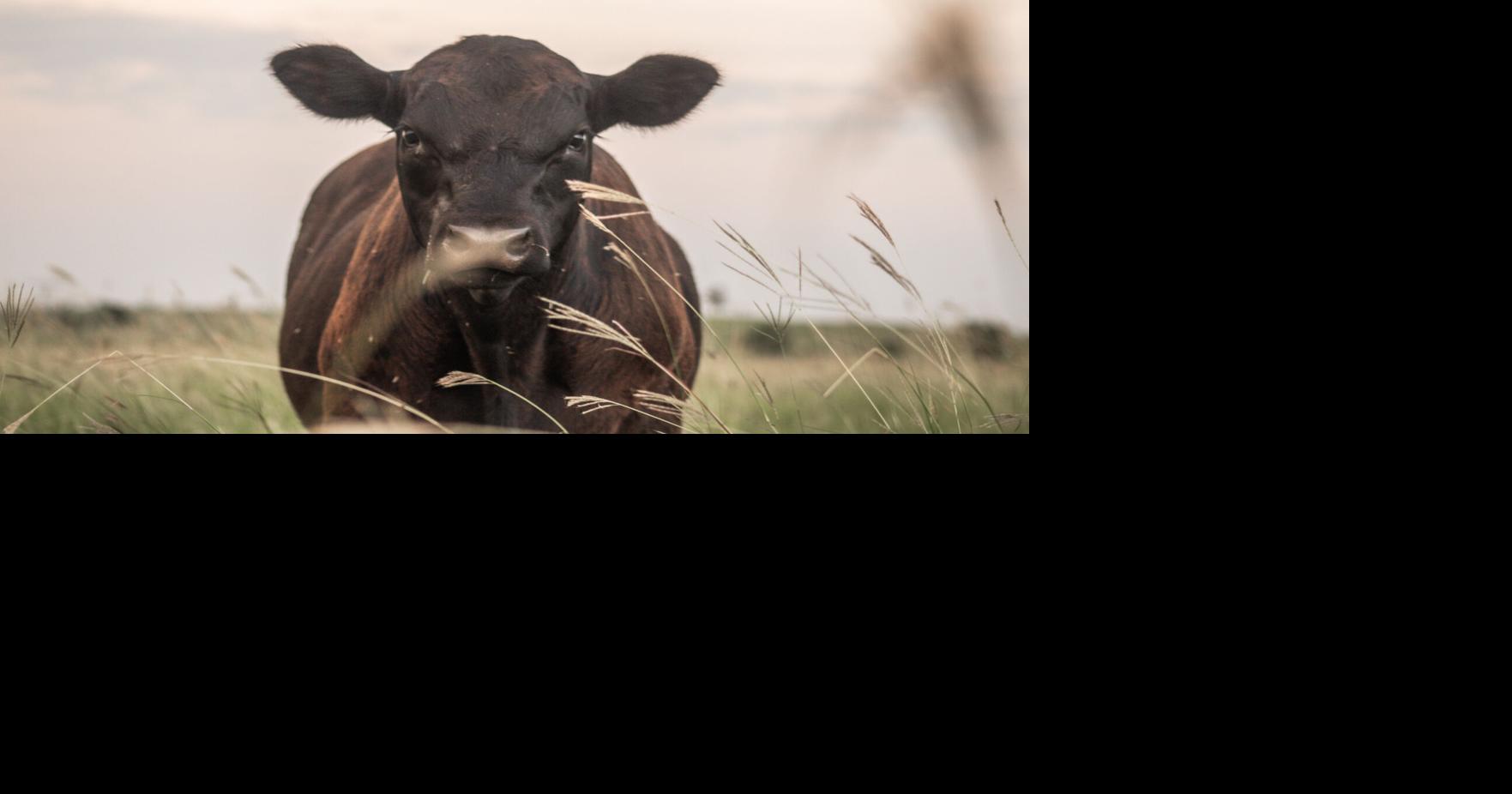 Cattlemen's Column: The Truth About Traceability | Beef News ...