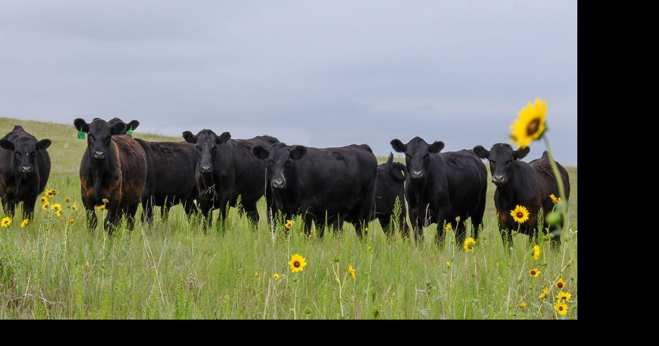 Implants Equate to Efficiency in Stocker Cattle | Stocker Special ...