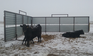Hypothermia and Frostbite | Cow/Calf Corner | feedlotmagazine.com