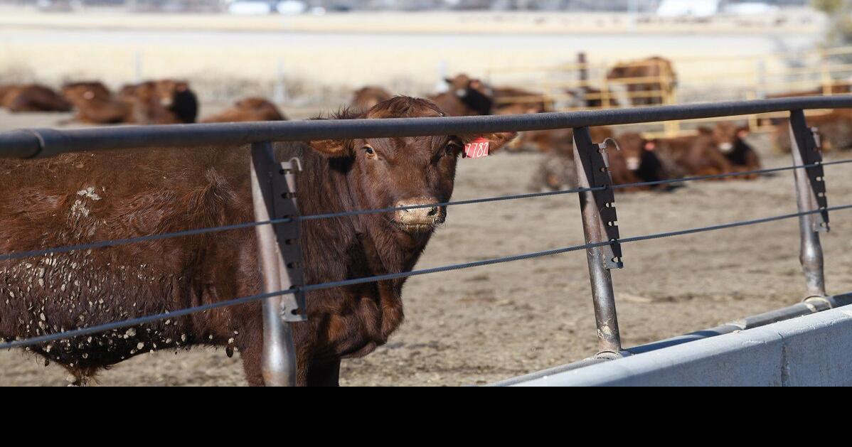 Feedlot Cattle Handling Practices | Feedlot Special | feedlotmagazine.com