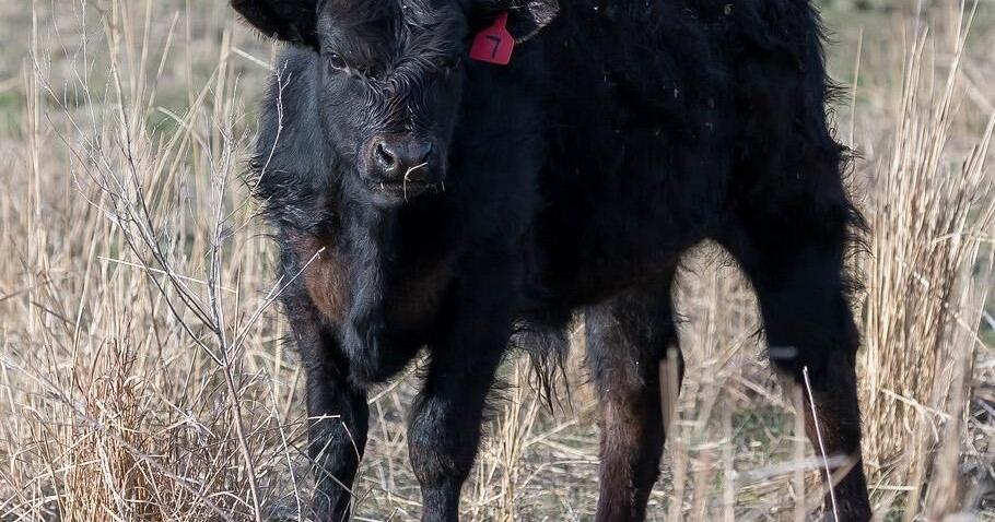 Castration of Bull Calves | Cow/Calf Corner | feedlotmagazine.com