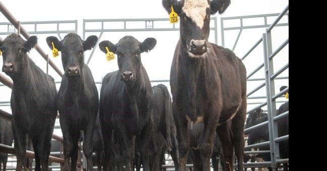 What Implants Can I Use for Cattle in My Operation? Preweaned Calves ...