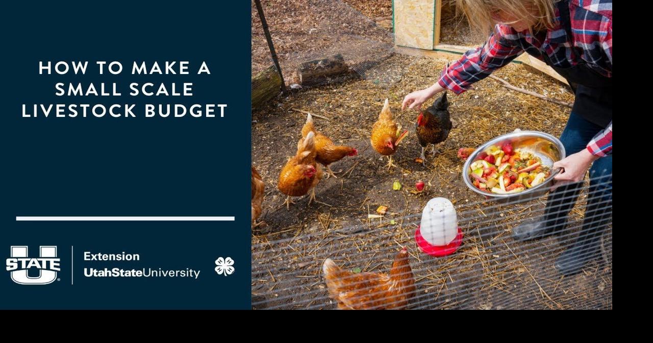 How to Make a Small Scale Livestock Budget | Multimedia ...