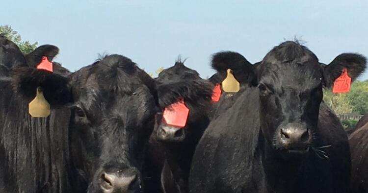 Livestock Health: Foot Rot - Prevention and Treatment | Stocker Special ...