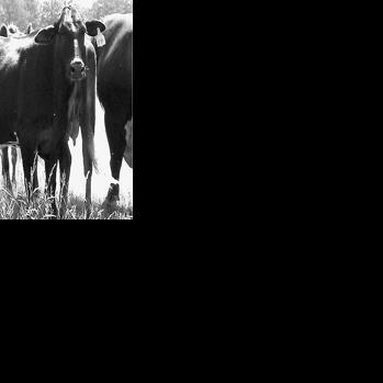 Purchasing Thin Cows: Opportunity or A Train Wreck? | Cow/Calf Corner ...