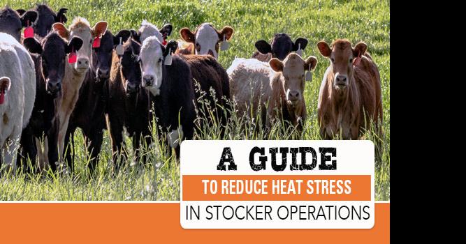 A Guide to Reduce Heat Stress in Stocker Operations | Stocker Special ...