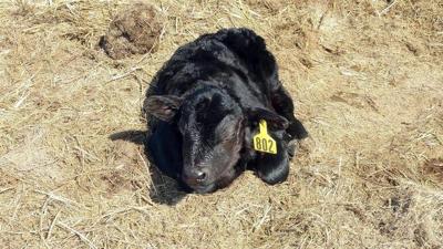 Necropsy – Determining Why a Calf Died | Cow/Calf Corner ...