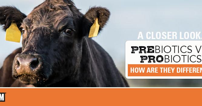 Prebiotics vs. Probiotics: How are They Different | Cow/Calf Corner ...