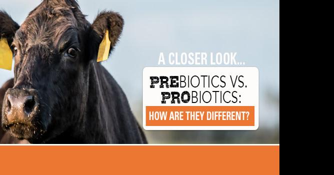 Prebiotics vs. Probiotics: How are They Different | Cow/Calf Corner ...