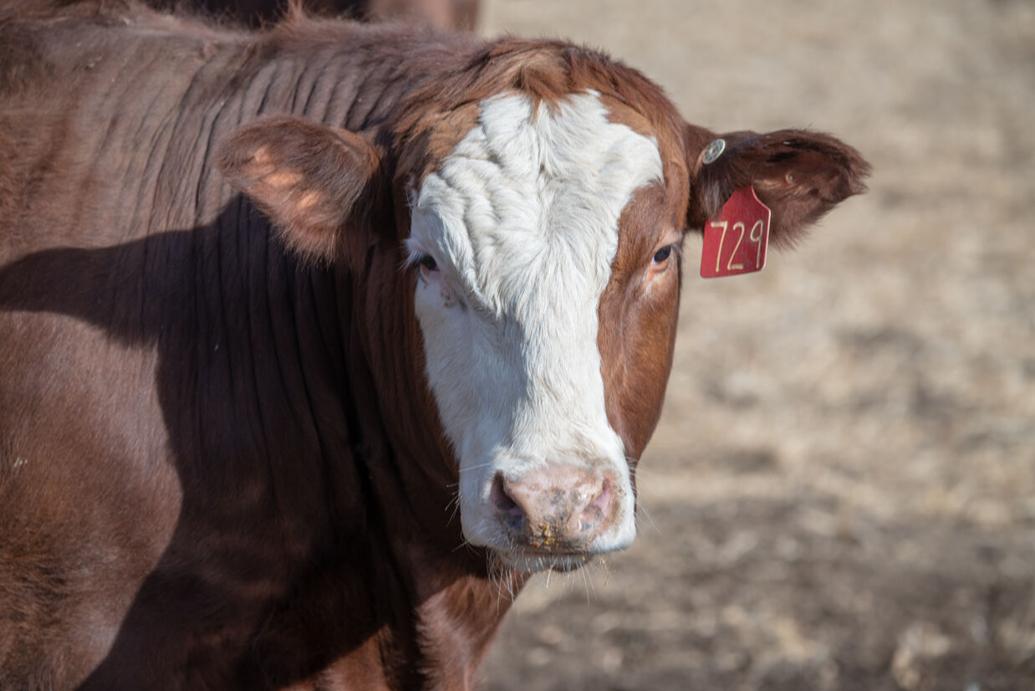 Moldy Feed and the Potential Effects on Cattle | Management ...