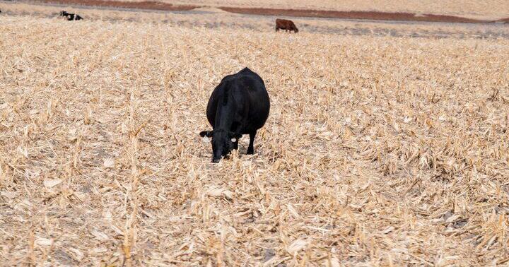 Cornstalk Grazing during Late Gestation | Industry News ...