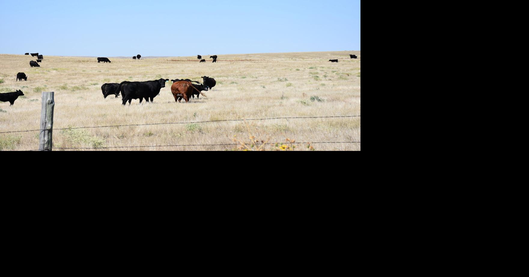 Activists Allowed to Expand Attacks on Beef Checkoff | News ...