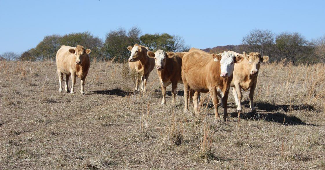 Drought Leading to Deteriorating Pasture Conditions in Southeast ...