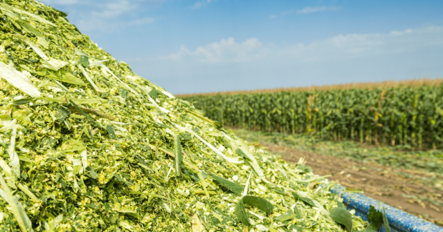 Harvesting Corn Silage at the Correct Moisture While Being Cautious of ...