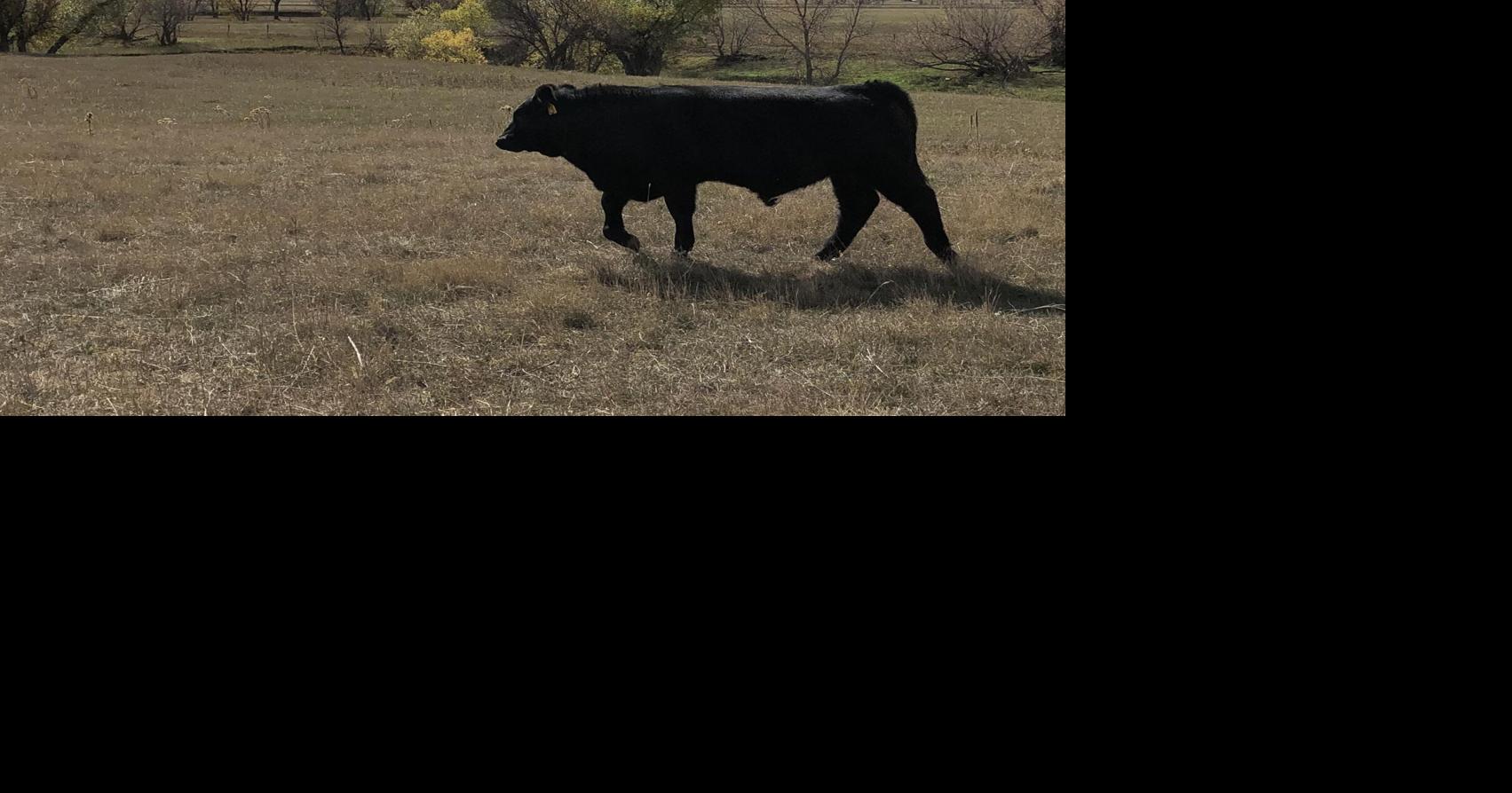 Managing and Developing Young Beef Bulls | Cow/Calf Corner ...