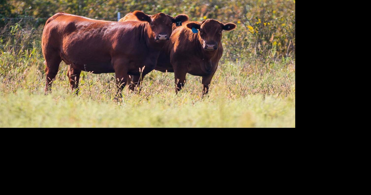 Role of Research for the Future of Beef Production | Beef News ...
