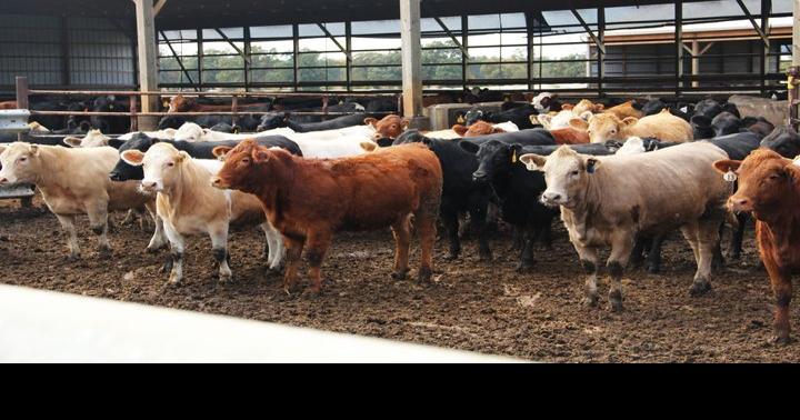 Feed sampling will help with beef cow energy and protein supplementation | Cow/Calf Corner ...