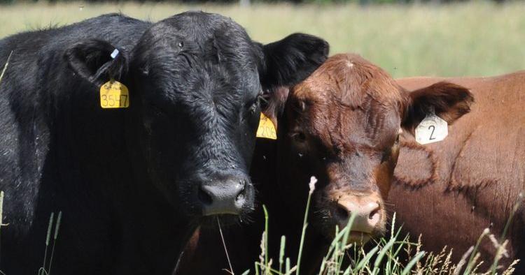 Breeding Soundness Exams on Beef Bulls Makes Economic Sense | Cow/Calf ...