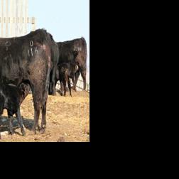 The BVD Virus in Cow/Calf Operations: Part 2- How Do I Test for BVD ...