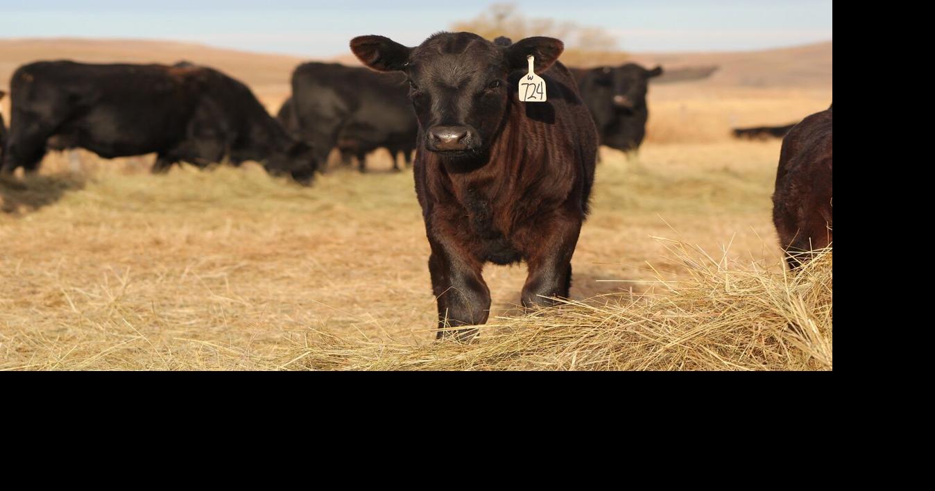 Feeding Moldy Hay | Management | feedlotmagazine.com