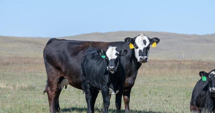 Strategies to Consider When Culling Cows in 2025 | Cow/Calf Corner ...