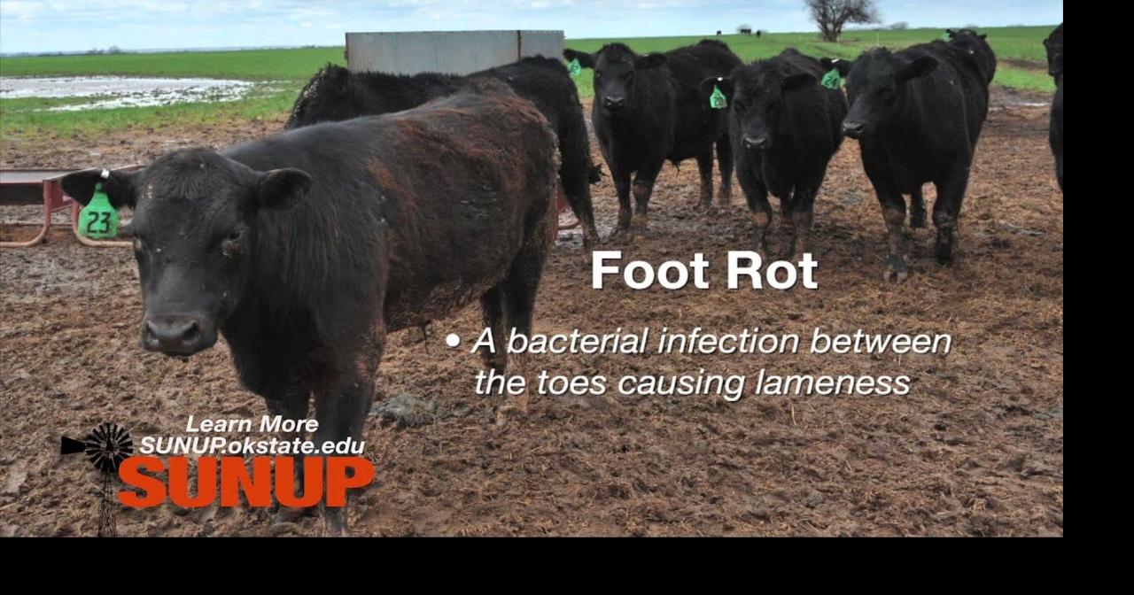 Cow-Calf Corner: Foot Rot | News | feedlotmagazine.com