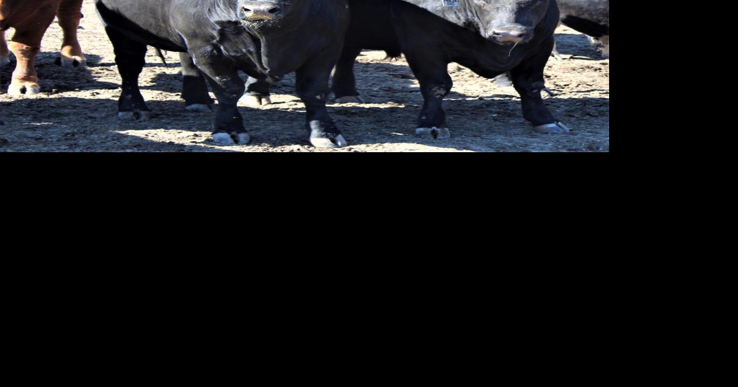 2025 Fourth-Quarter Production Higher | Industry News | feedlotmagazine.com