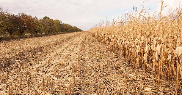 Grain Spreads: Corn Whopper 09/12/25 | Marketing | feedlotmagazine.com