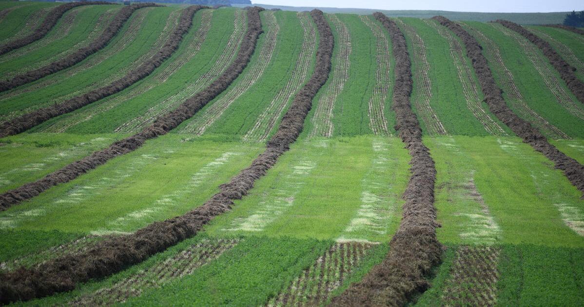 What are Your Options with Wet Hay? | Management | feedlotmagazine.com