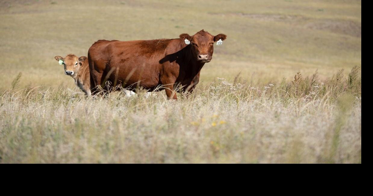 Manure Scoring | Cow/Calf Corner | feedlotmagazine.com