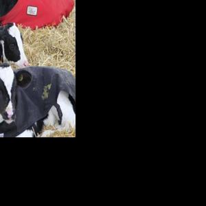 Managing Un-Weaned Dairy Calves During Cold Weather | Cow/Calf Corner ...