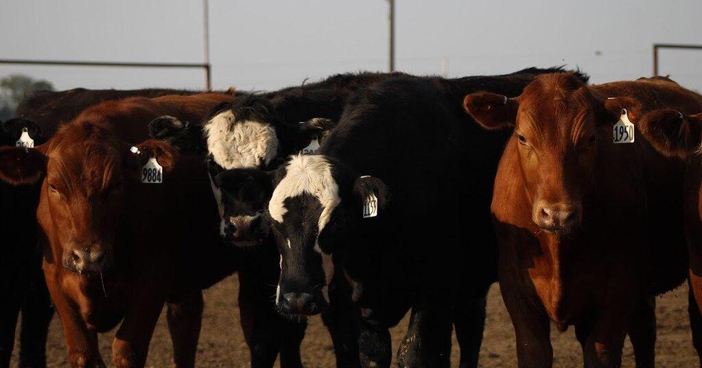 Annual Beef Feedlot Roundtables Scheduled Across Nebraska | Feedlot ...