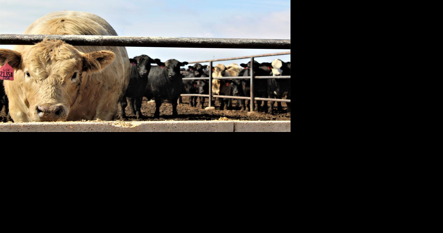 Research Confirms FerAppease(R) Improves Carcass Characteristics of ...