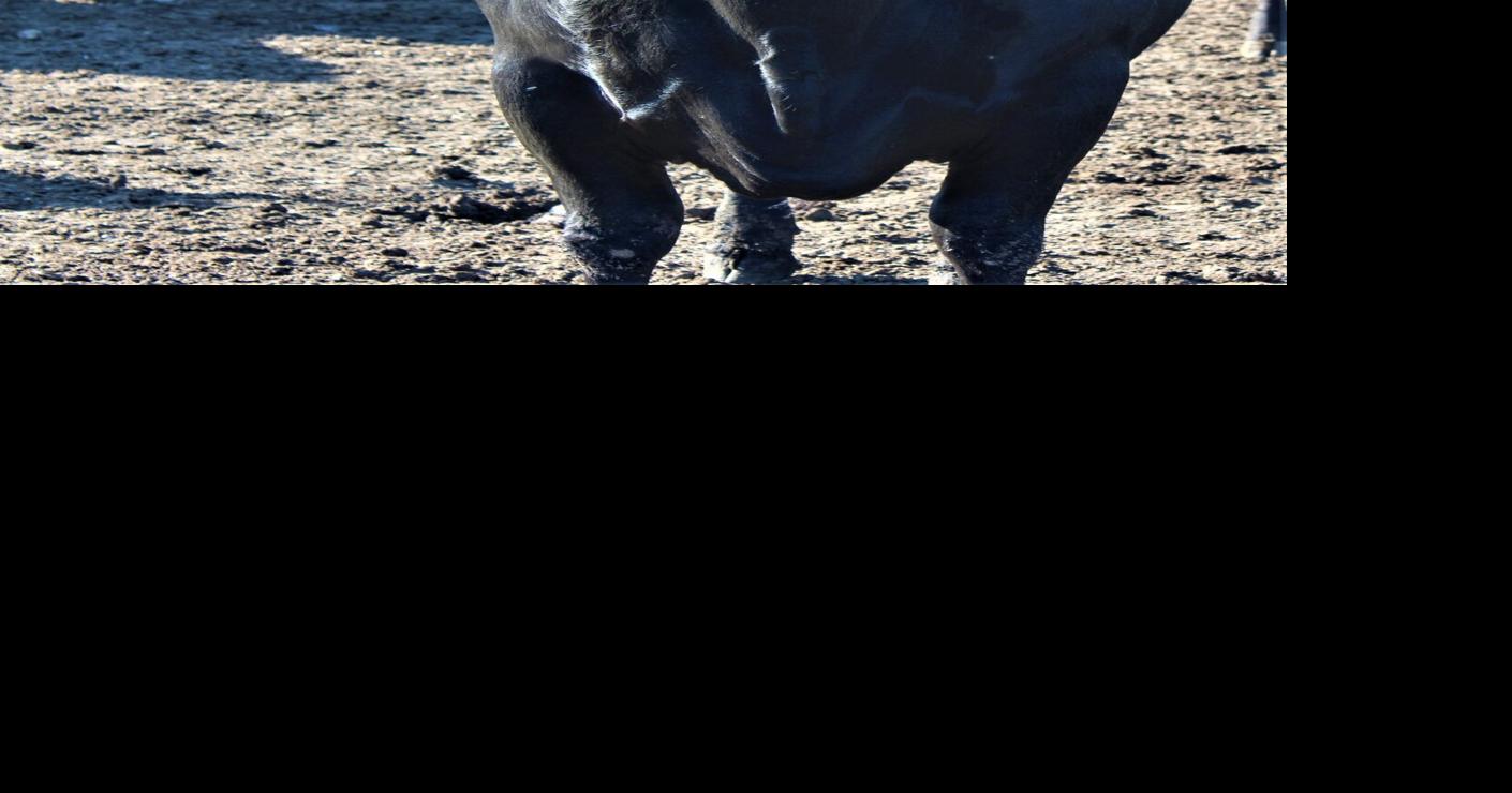 Cattle on Feed and Beef Cold Storage Stocks | Industry News ...