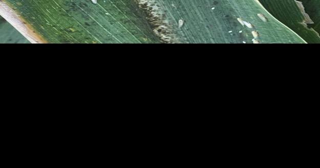 Insect Pressure Remains Intense, Corn Leafhopper Reach Expanding ...