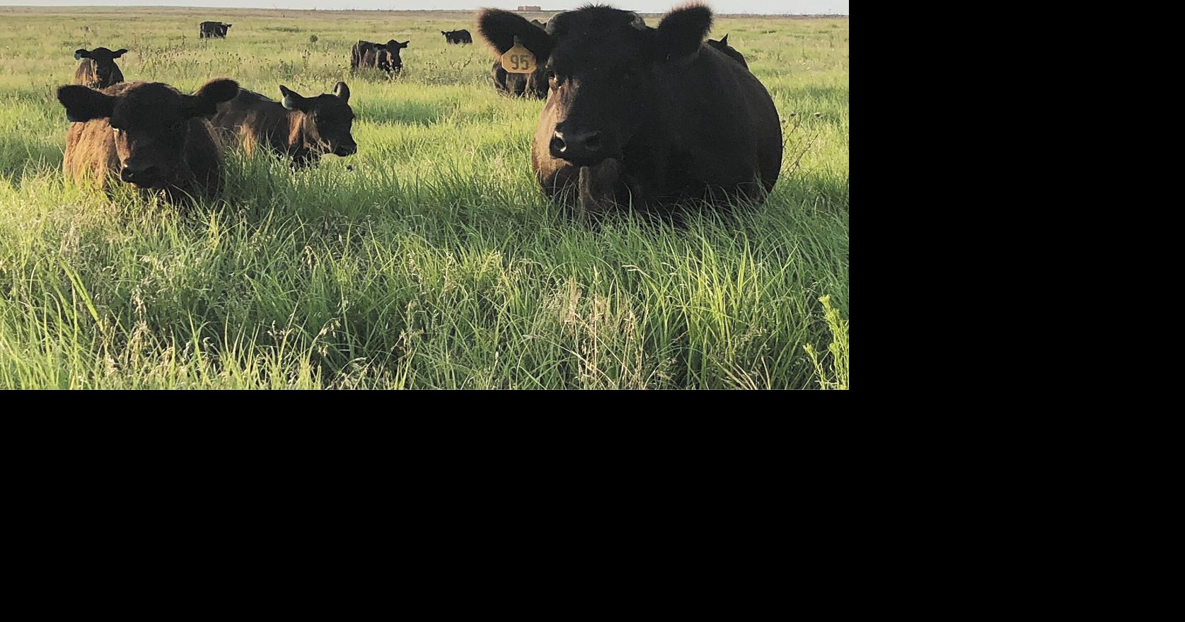 Cows & Carbon What’s All the Hype? | Management | feedlotmagazine.com