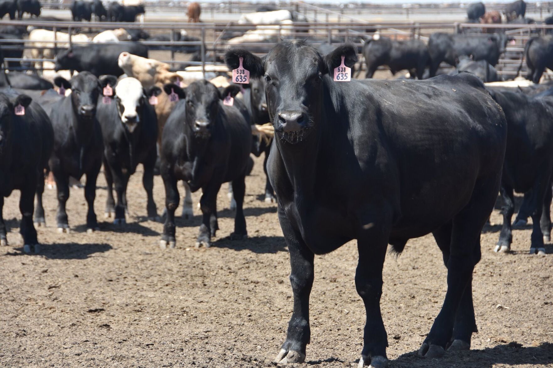 Cattle Economics: Ten Year Cattle Price Comparison Part 2 | Beef News ...