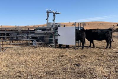 Measuring Gas Fluxes in Cattle | Beef News | feedlotmagazine.com