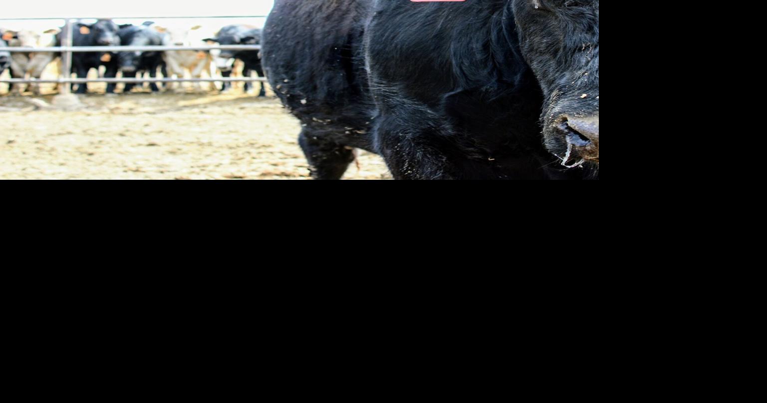 CattleFax Gives Annual Market Outlook | Industry News | feedlotmagazine.com