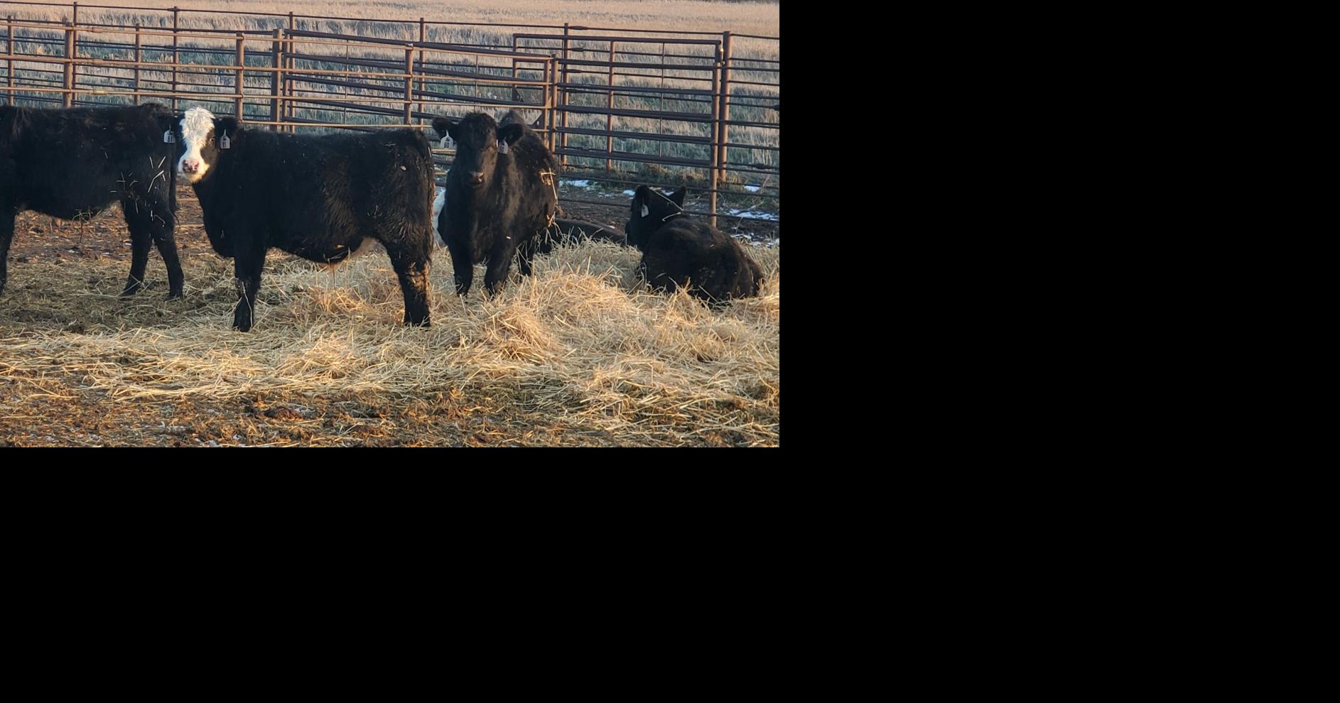 Consider Backgrounding Calves Based on Market Conditions | Feedlot ...