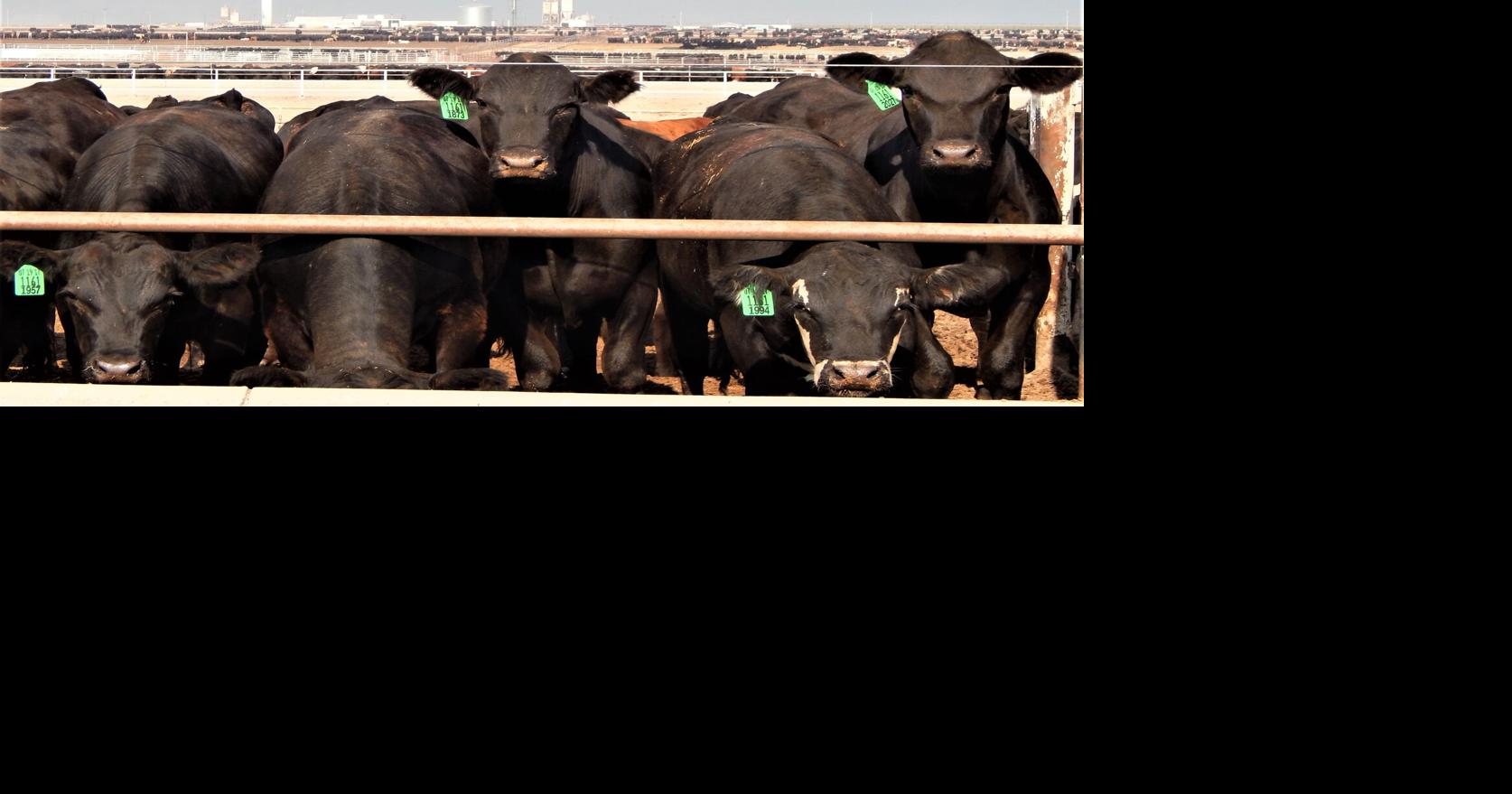 CAB Insider: Middle Meats and Supply Driving Fourth Quarter Spreads ...
