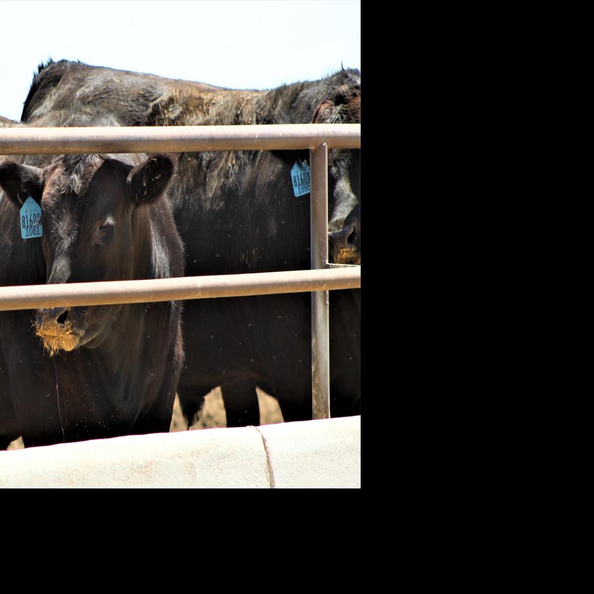 Feedlot Special | feedlotmagazine.com