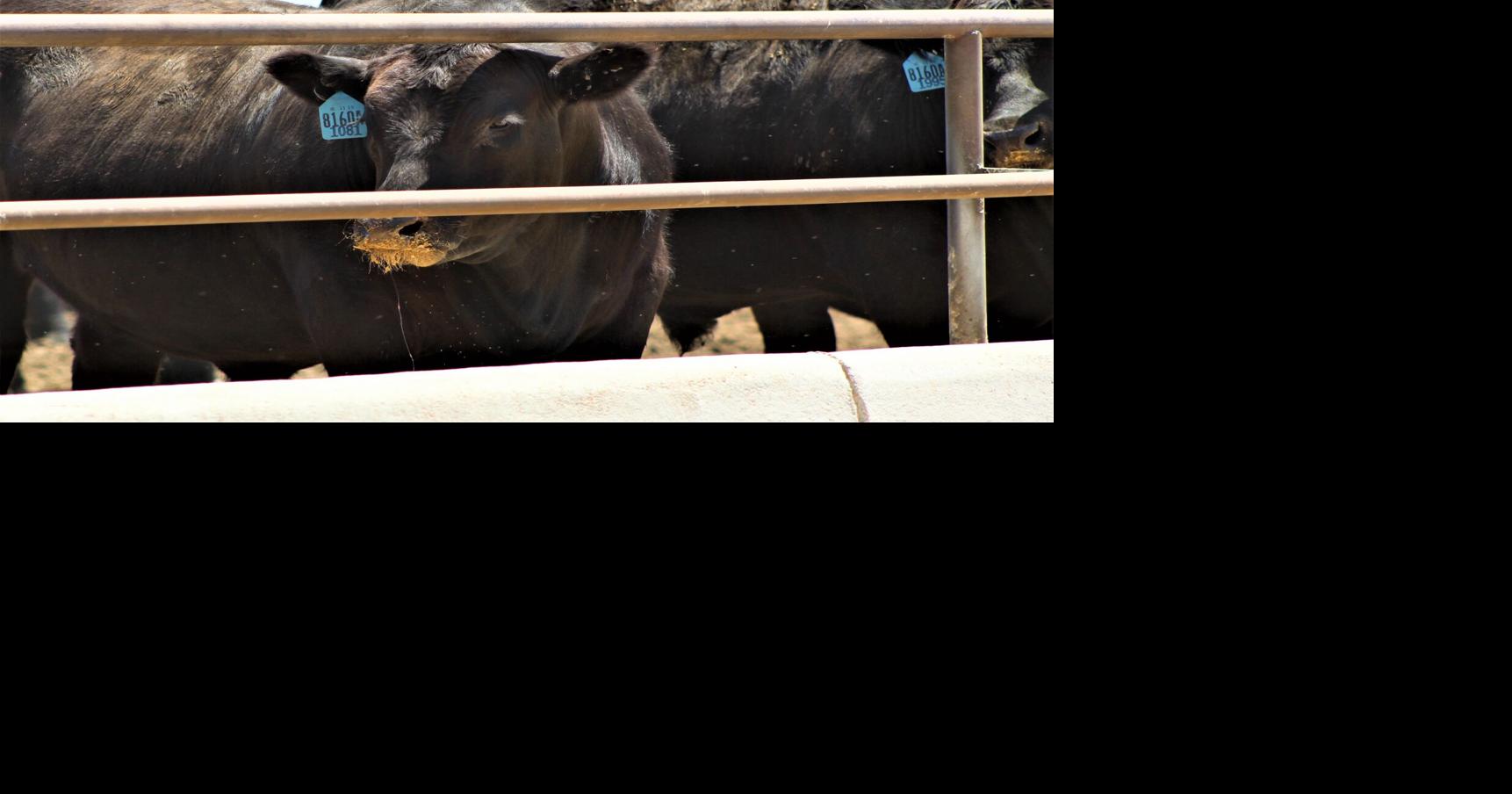 Feeding Hybrid Rye Grain to Cattle | Feedlot Special | feedlotmagazine.com