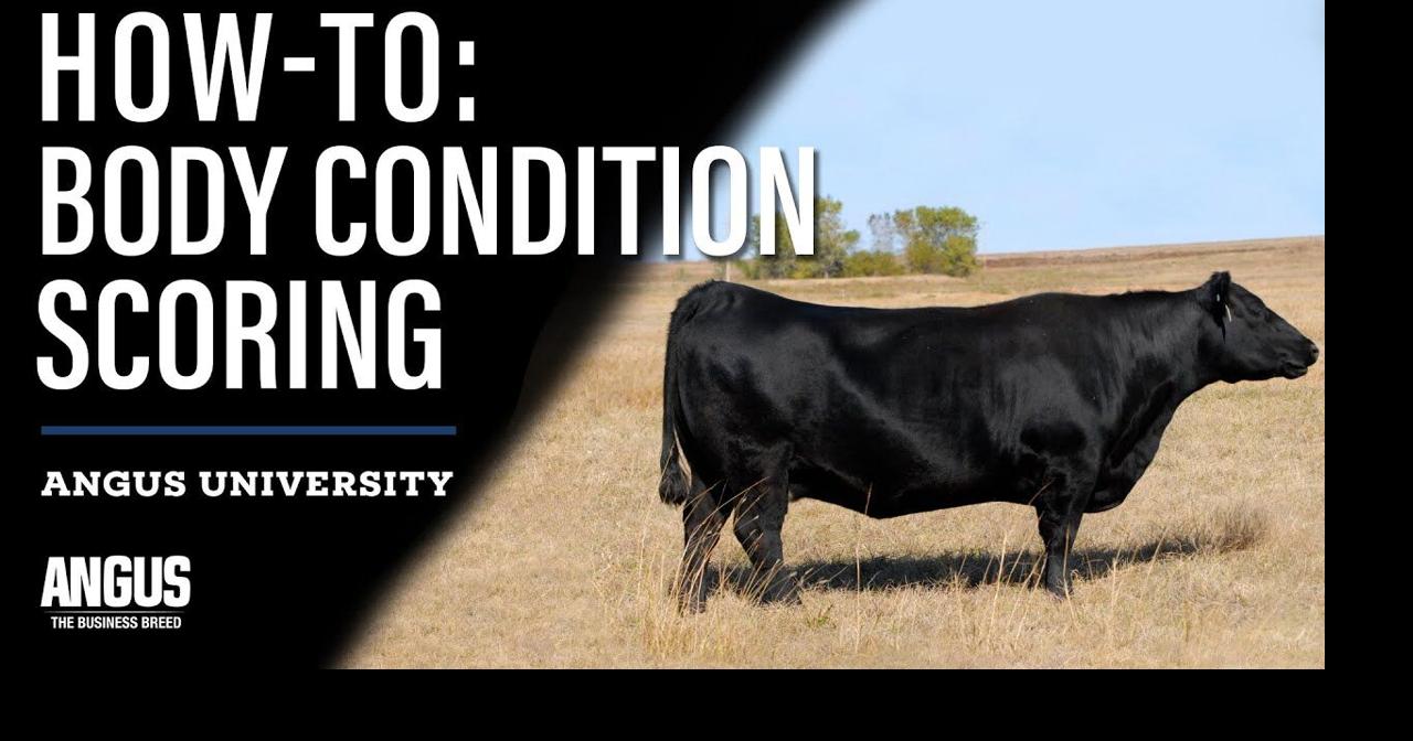 HOW-TO: BODY CONDITION SCORING CATTLE | Multimedia | feedlotmagazine.com