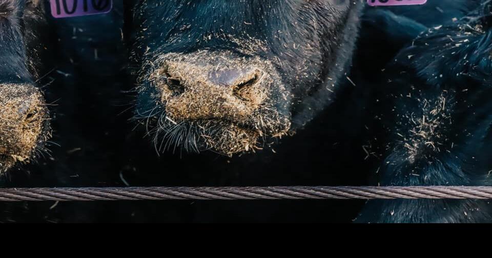 Tyson Touts ‘Climate-Friendly’ Beef | Beef News | feedlotmagazine.com