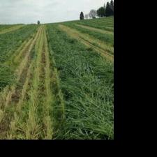 Harvest of Winter Annual Forages is Approaching | Management ...