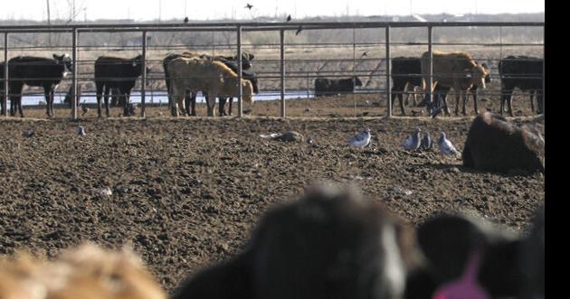 Locating Outliers :: Keys to Finding Sick Cattle Early | Feedlot ...