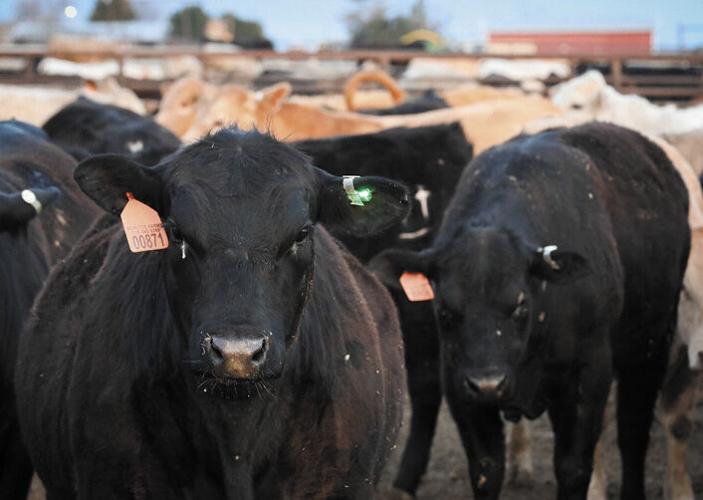 Locating Outliers :: Keys to Finding Sick Cattle Early | Feedlot ...