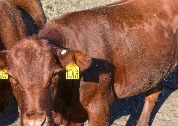 Horn Flies and Control Options | Cow/Calf Corner | feedlotmagazine.com