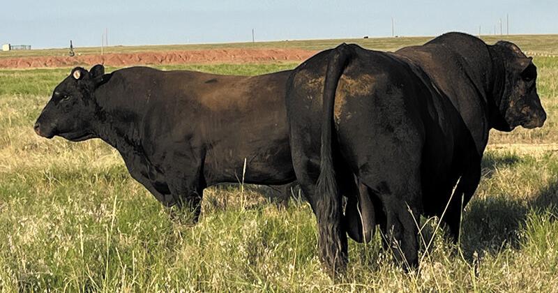 Tips to Minimize Bull Injuries | Cow/Calf Corner | feedlotmagazine.com